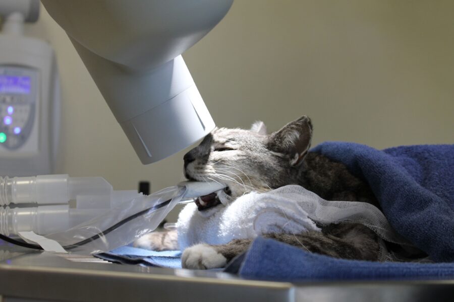 Xray's - Dentalex Medical